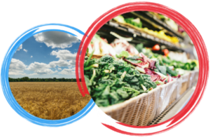 Our work - Transforming UK Food Systems